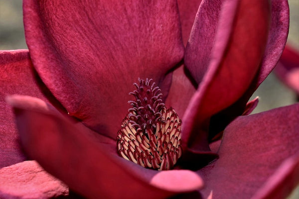 Red Champaca Floral Wax – Rising Sun Botanicals